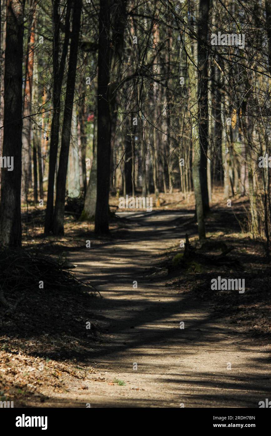 A winding path winds trough the forest. nice place for a quiet walk ...
