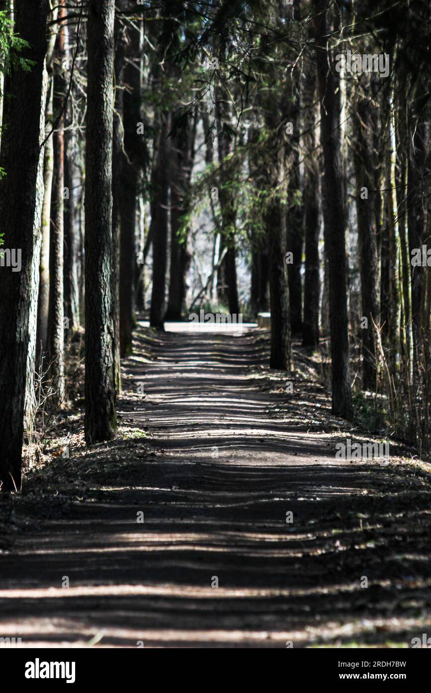 A pattern of shadows and sunlighton a forest path. Creating a calm mood ...