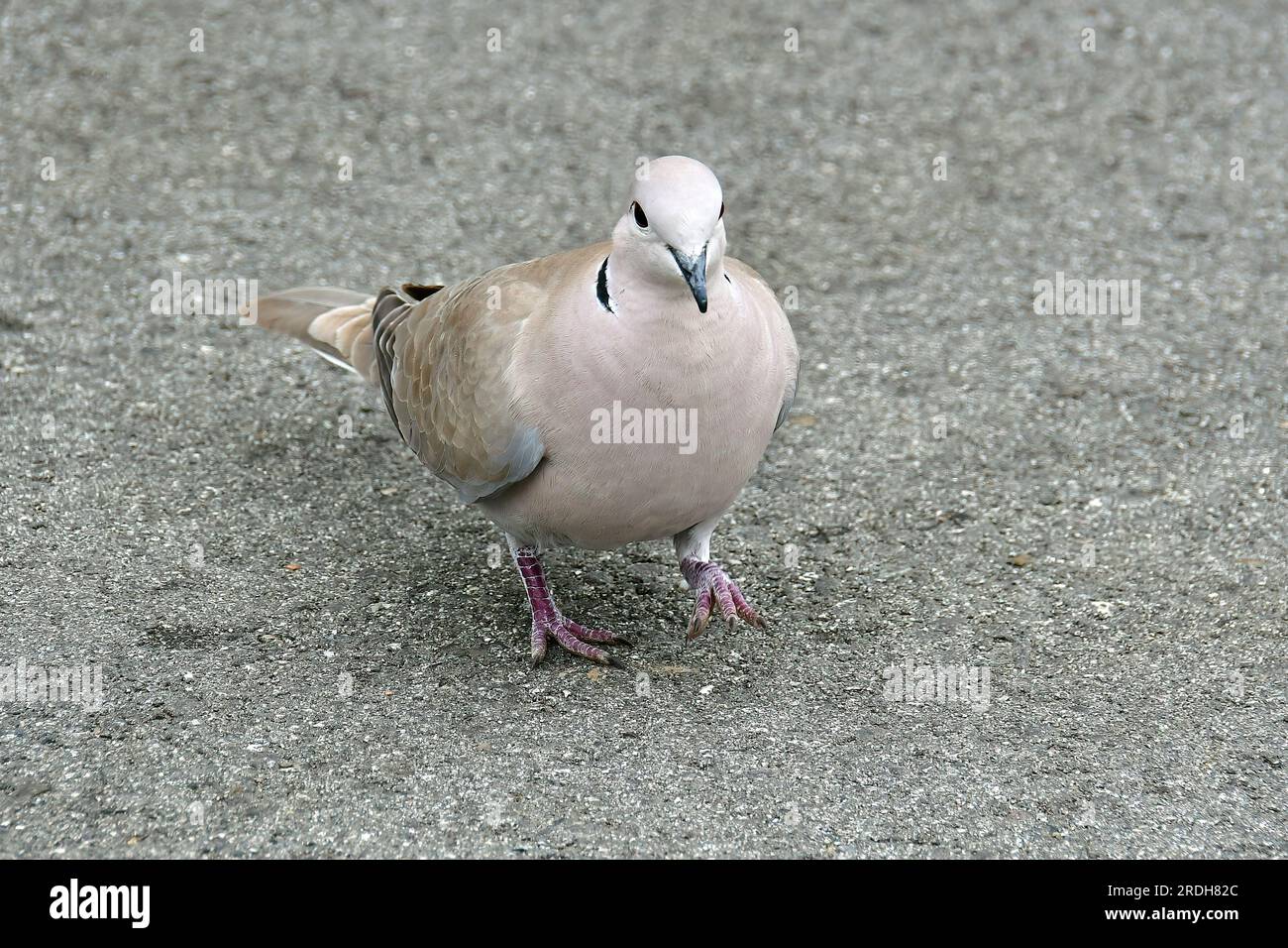 Eurasian collared dove, Türkentaube, Tourterelle turque, Streptopelia ...