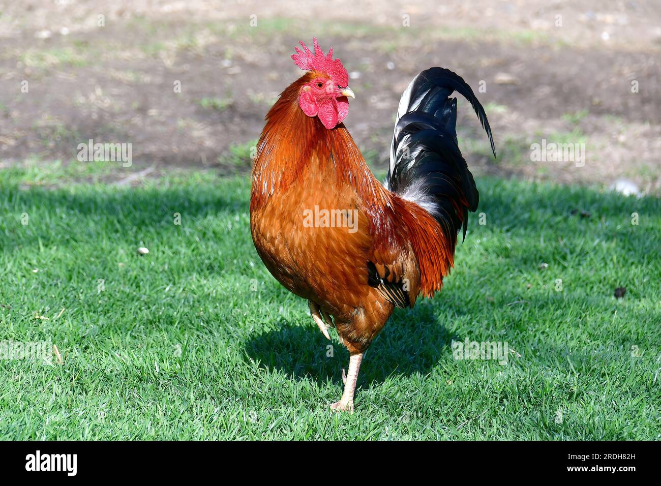 Chicken rooster, Haushuhn, coq domestique, Gallus gallus domesticus ...