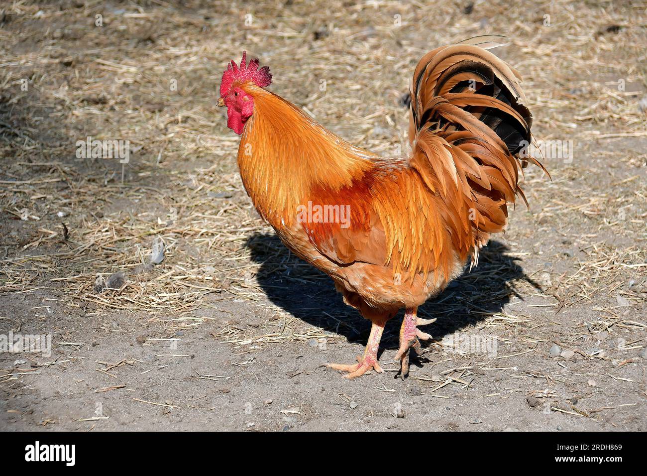 Chicken rooster, Haushuhn, coq domestique, Gallus gallus domesticus ...