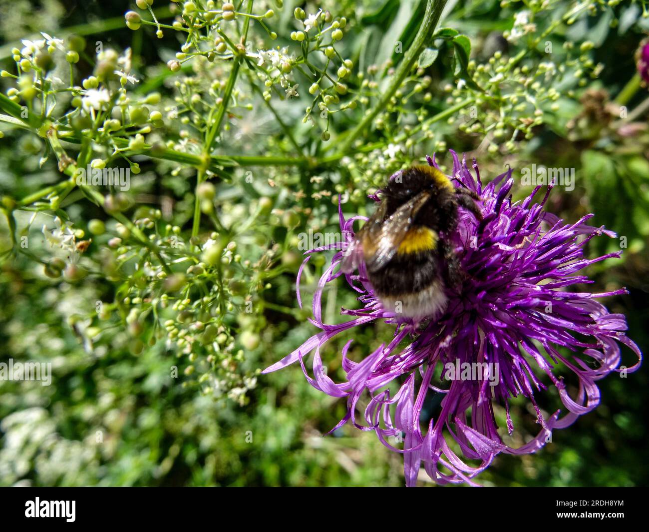 Delightfully petite and pollinator prolific Galium mollugo, hedge ...