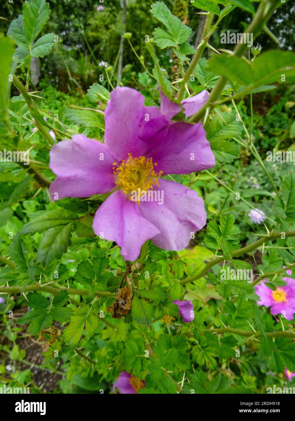 Rosa stellata hi-res stock photography and images - Alamy