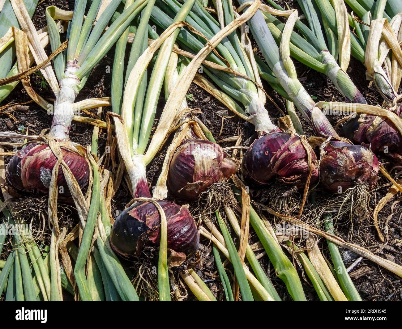 Onions( Allium cepa) laid out in a row drying before storage. Natural ...
