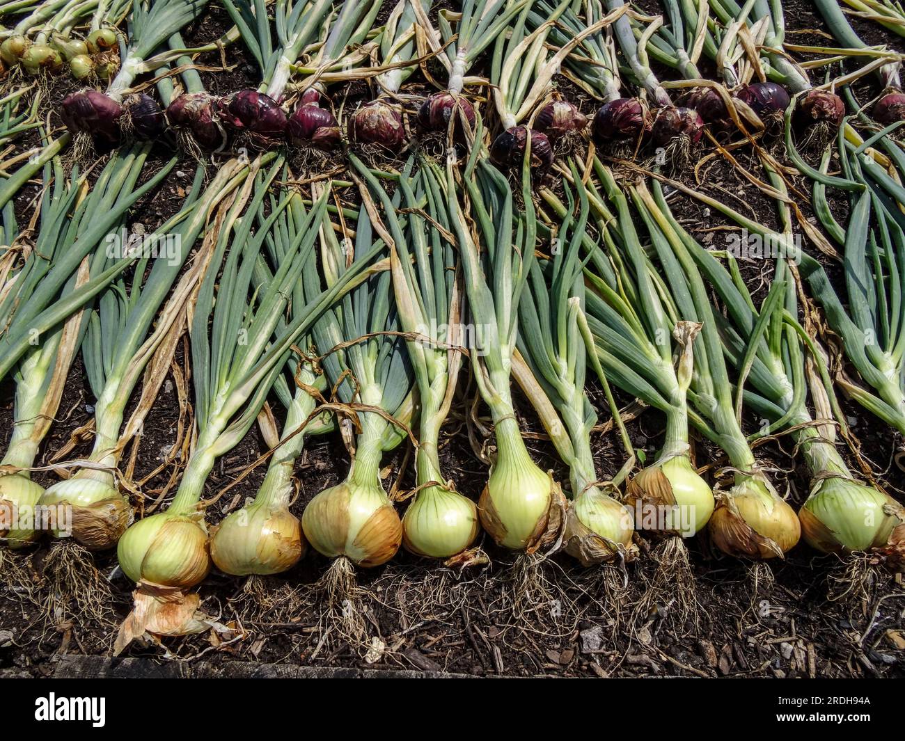 Onions( Allium cepa) laid out in a row drying before storage. Natural ...