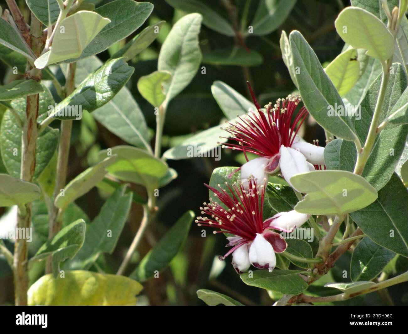 Natural close up flowering plant portrait of Acca Sellowiana ‘mammy ...