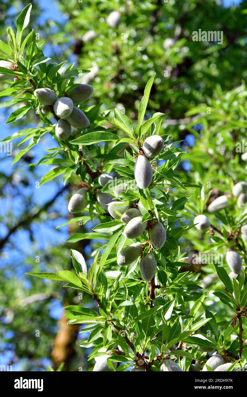 Mandula hi-res stock photography and images - Alamy