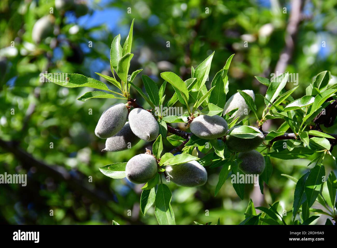 Almond, Mandelbaum, Amandier, Prunus dulcis, mandula, USA, North ...