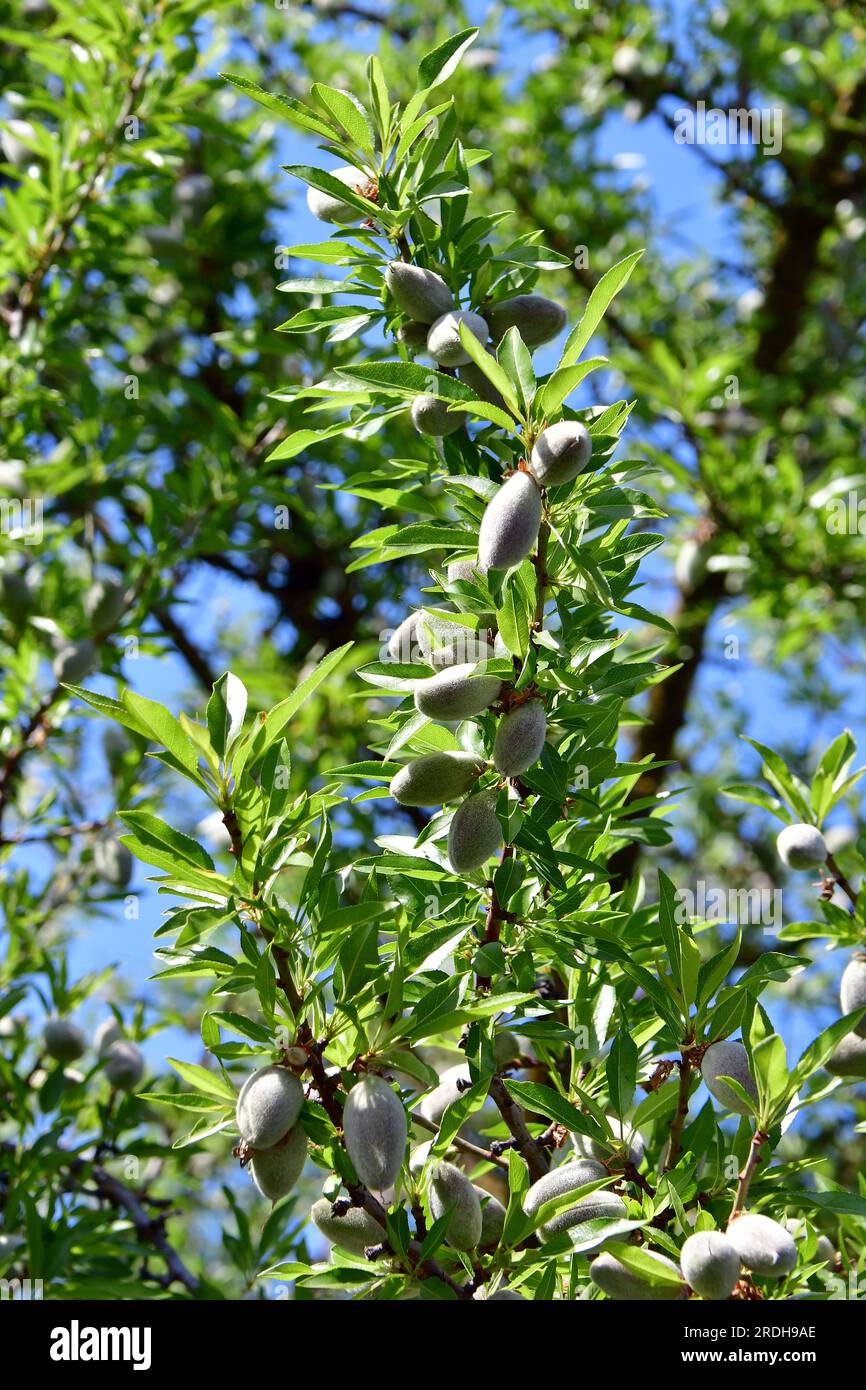 Mandula hi-res stock photography and images - Alamy