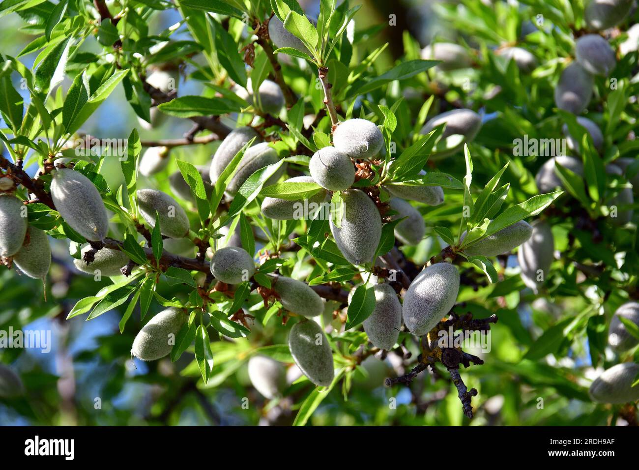 Almond, Mandelbaum, Amandier, Prunus dulcis, mandula, USA, North ...