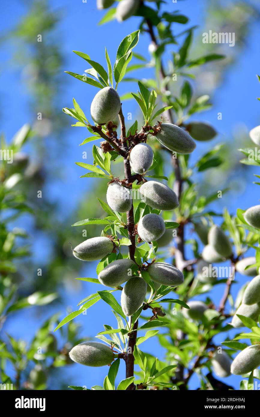 Almond, Mandelbaum, Amandier, Prunus dulcis, mandula, USA, North ...