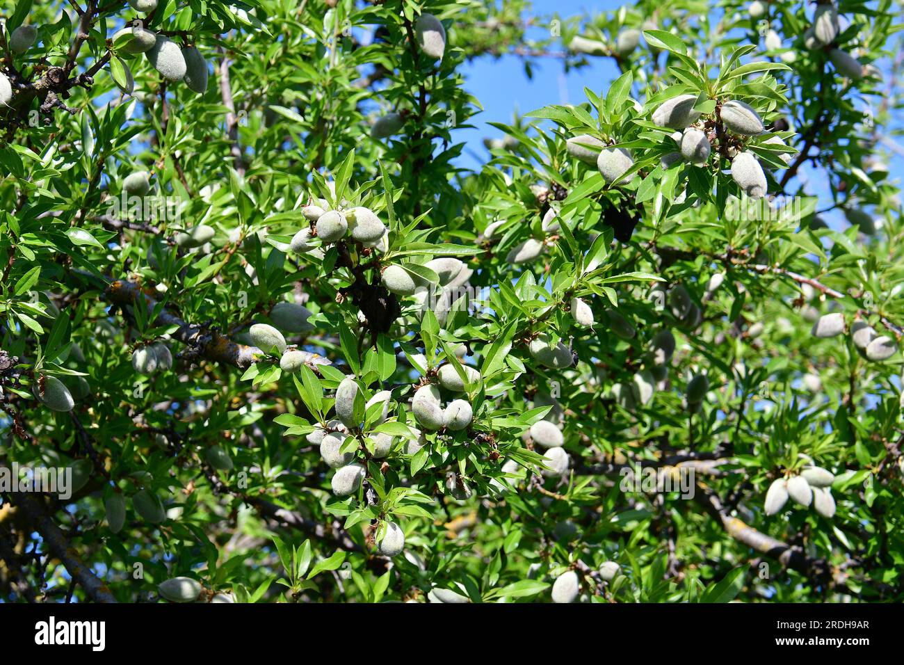 Mandula hi-res stock photography and images - Alamy