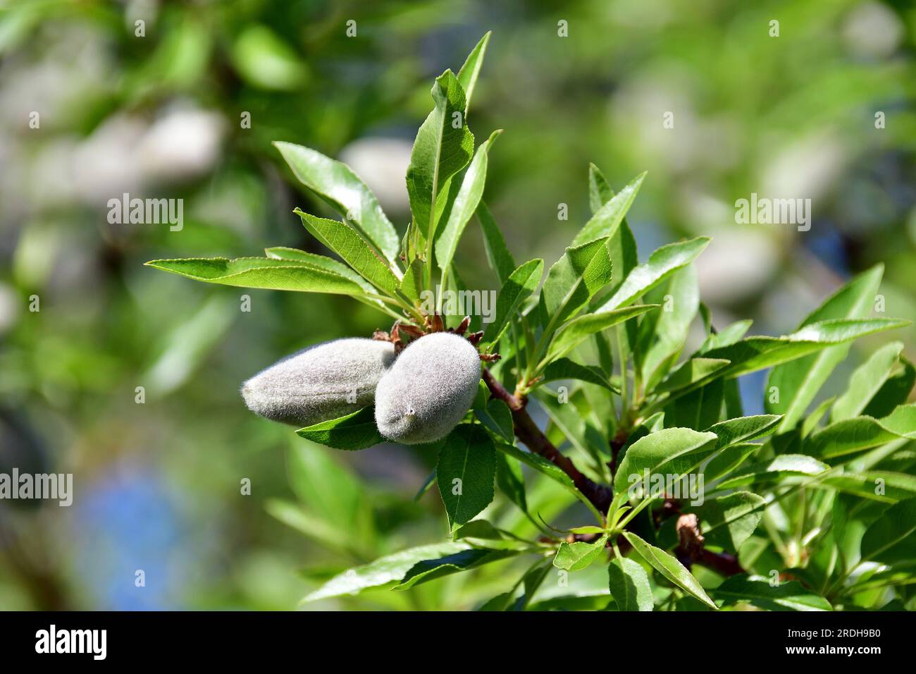 Almond, Mandelbaum, Amandier, Prunus dulcis, mandula, USA, North ...