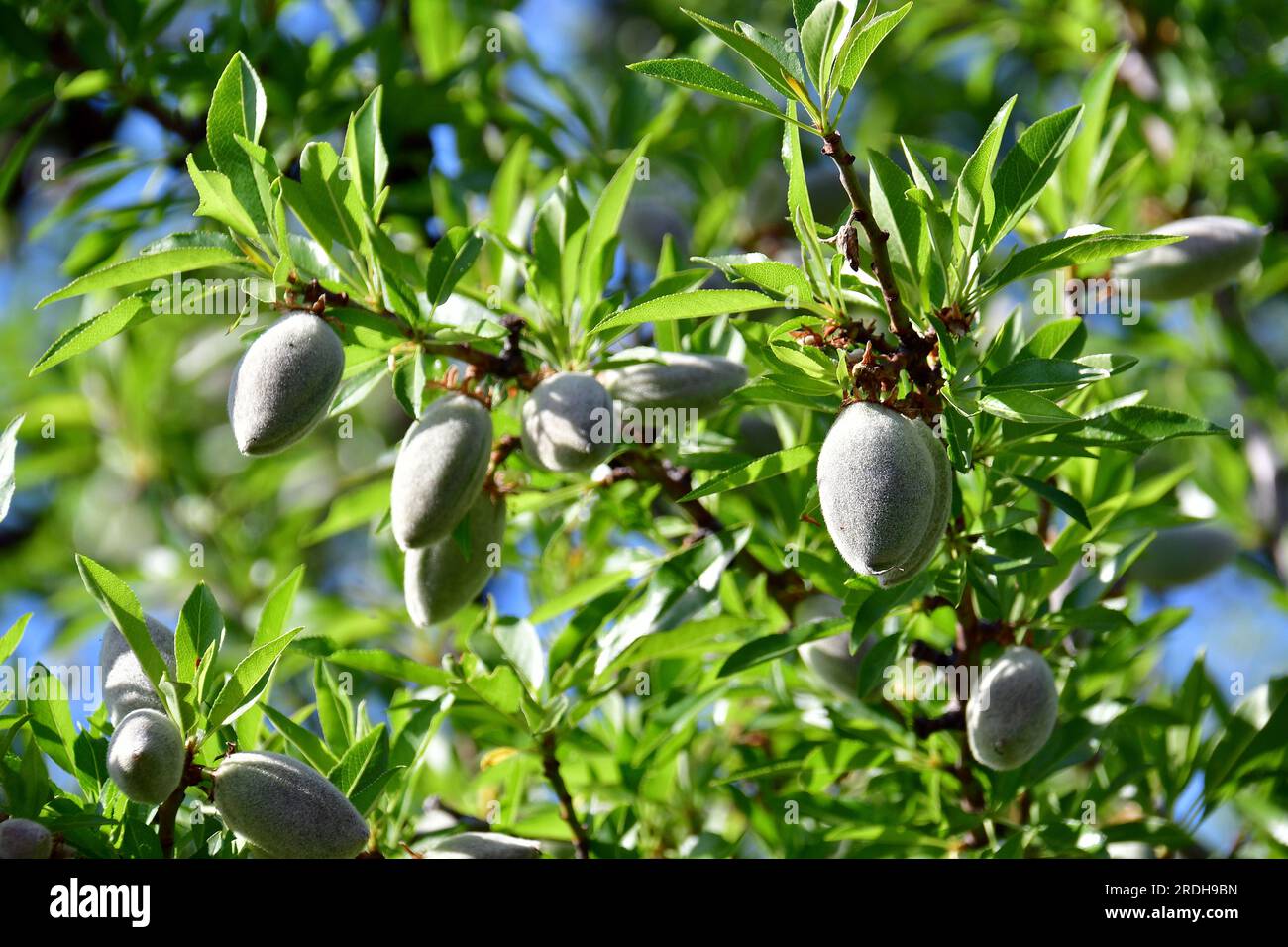 Almond, Mandelbaum, Amandier, Prunus dulcis, mandula, USA, North ...