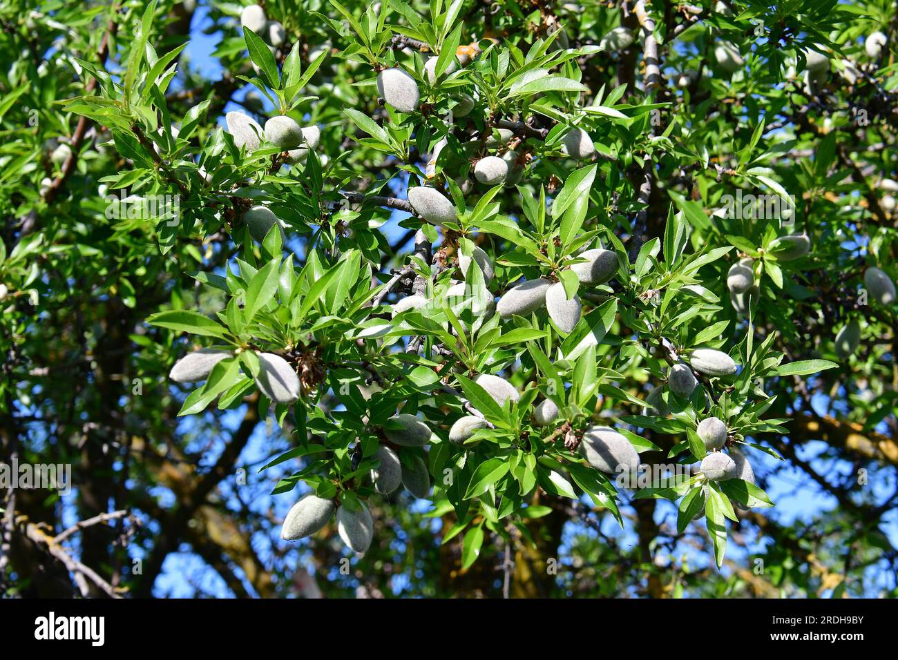 Almond, Mandelbaum, Amandier, Prunus dulcis, mandula, USA, North ...