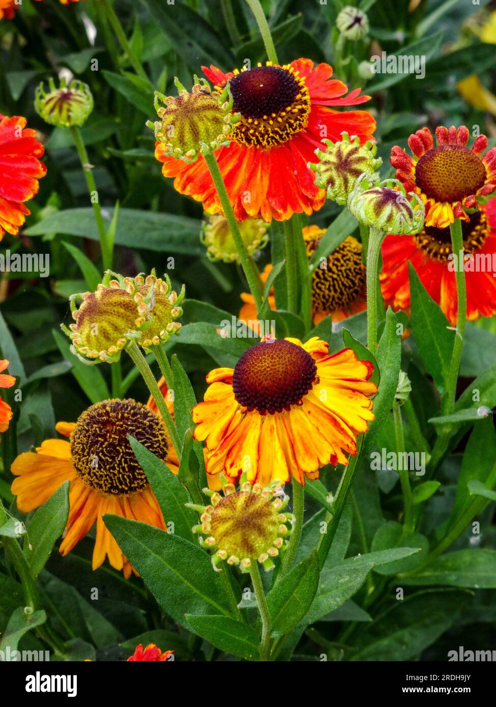 Natural close up flowering plant portrait of Helenium Sahin's early ...