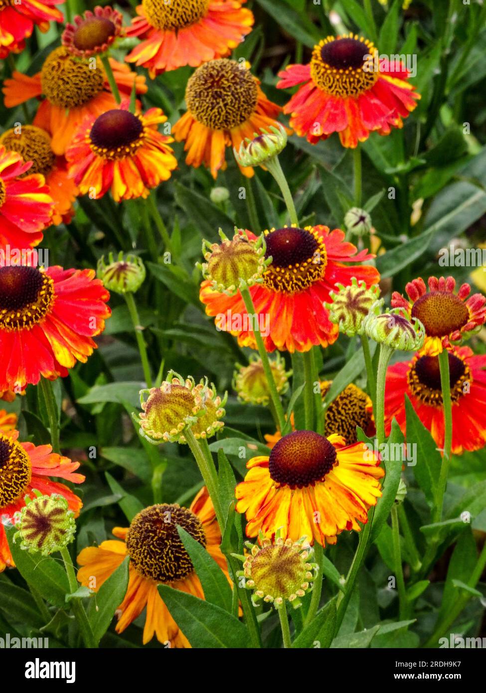 Natural close up flowering plant portrait of Helenium Sahin's early ...