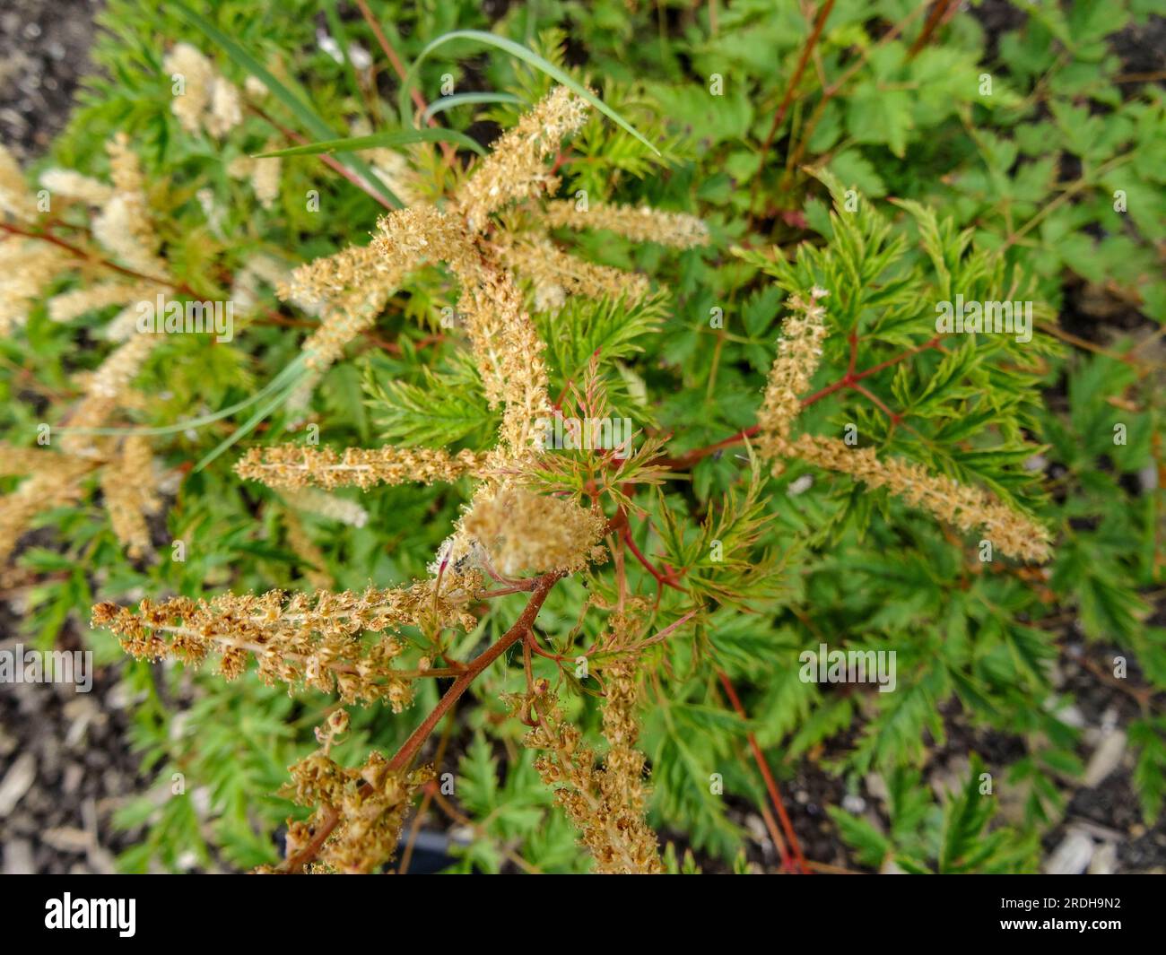 Intriguing Aruncus Woldemar Meier in summer sunshine. Natural close up ...