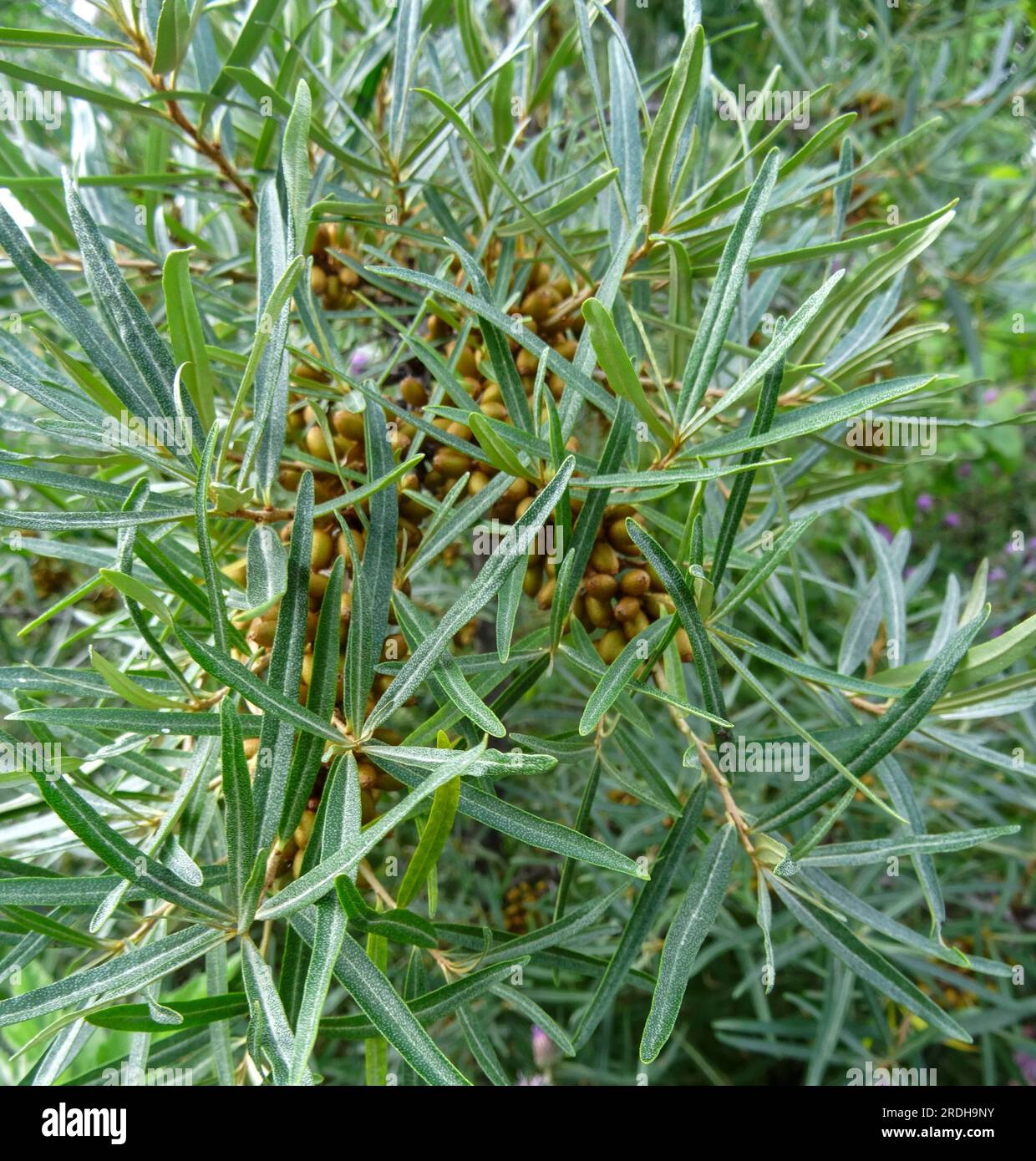 Natural close up versatile plant portrait of Hippophae Rhamnoides, Sea ...