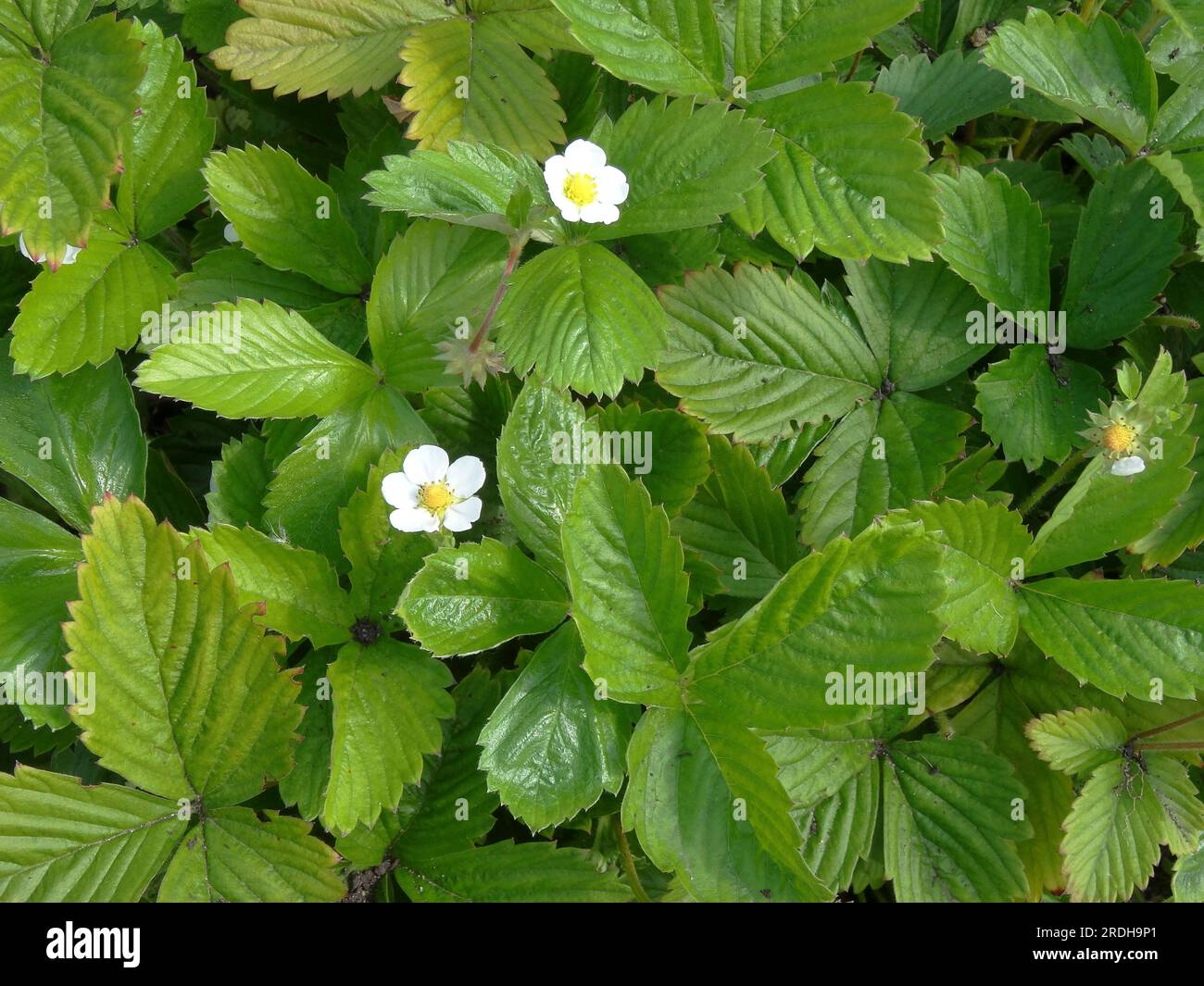 Hairy alpine rose hi-res stock photography and images - Alamy