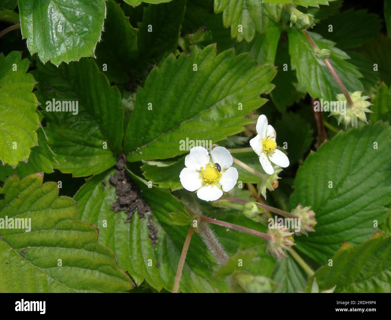 Fruits reproductive cycle hi-res stock photography and images - Alamy