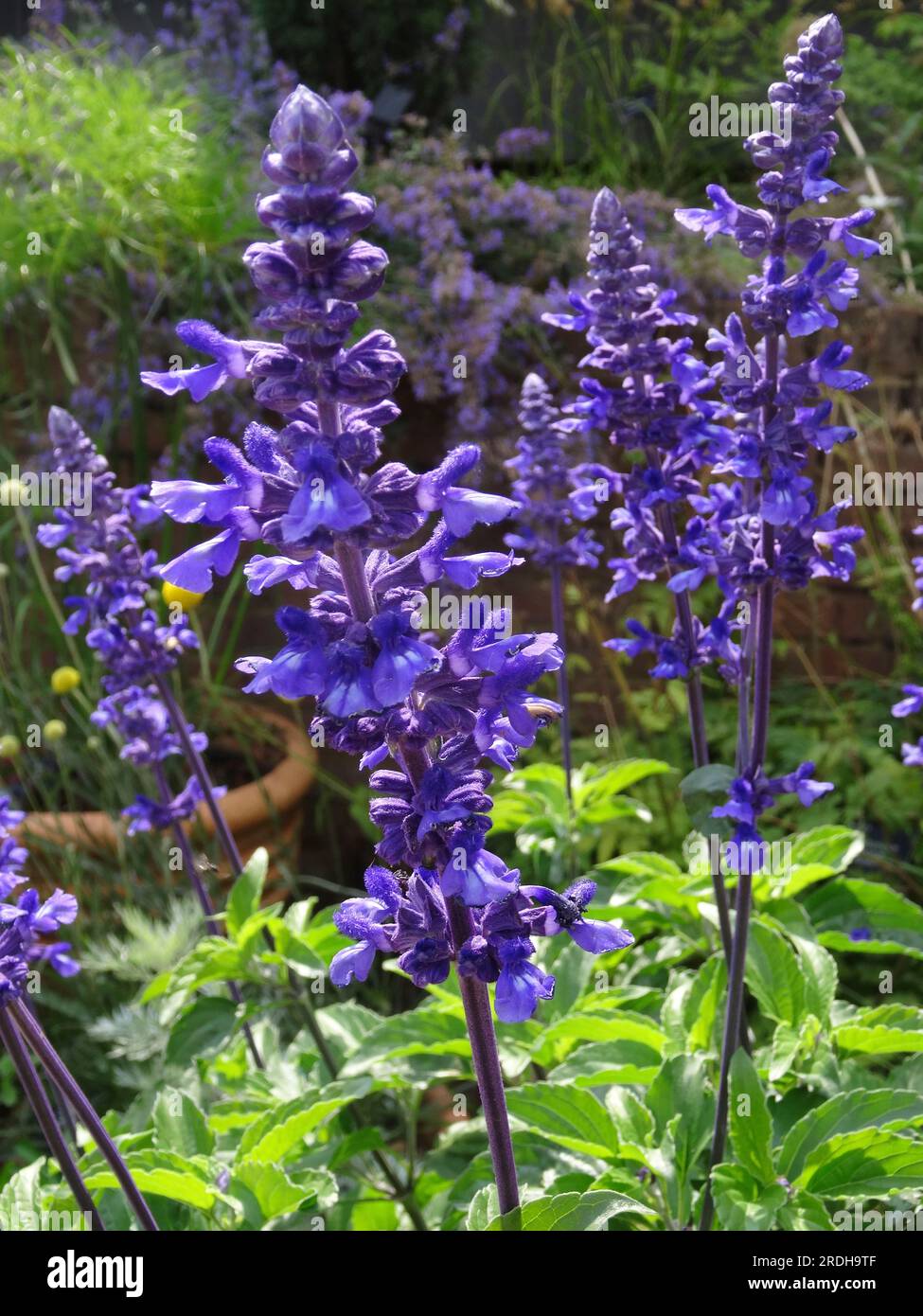 Natural close up flowering plant portrait of the stunning Salvia ...