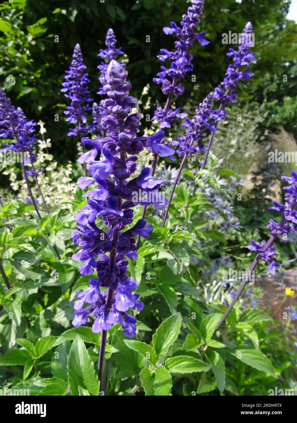 Natural close up flowering plant portrait of the stunning Salvia ...