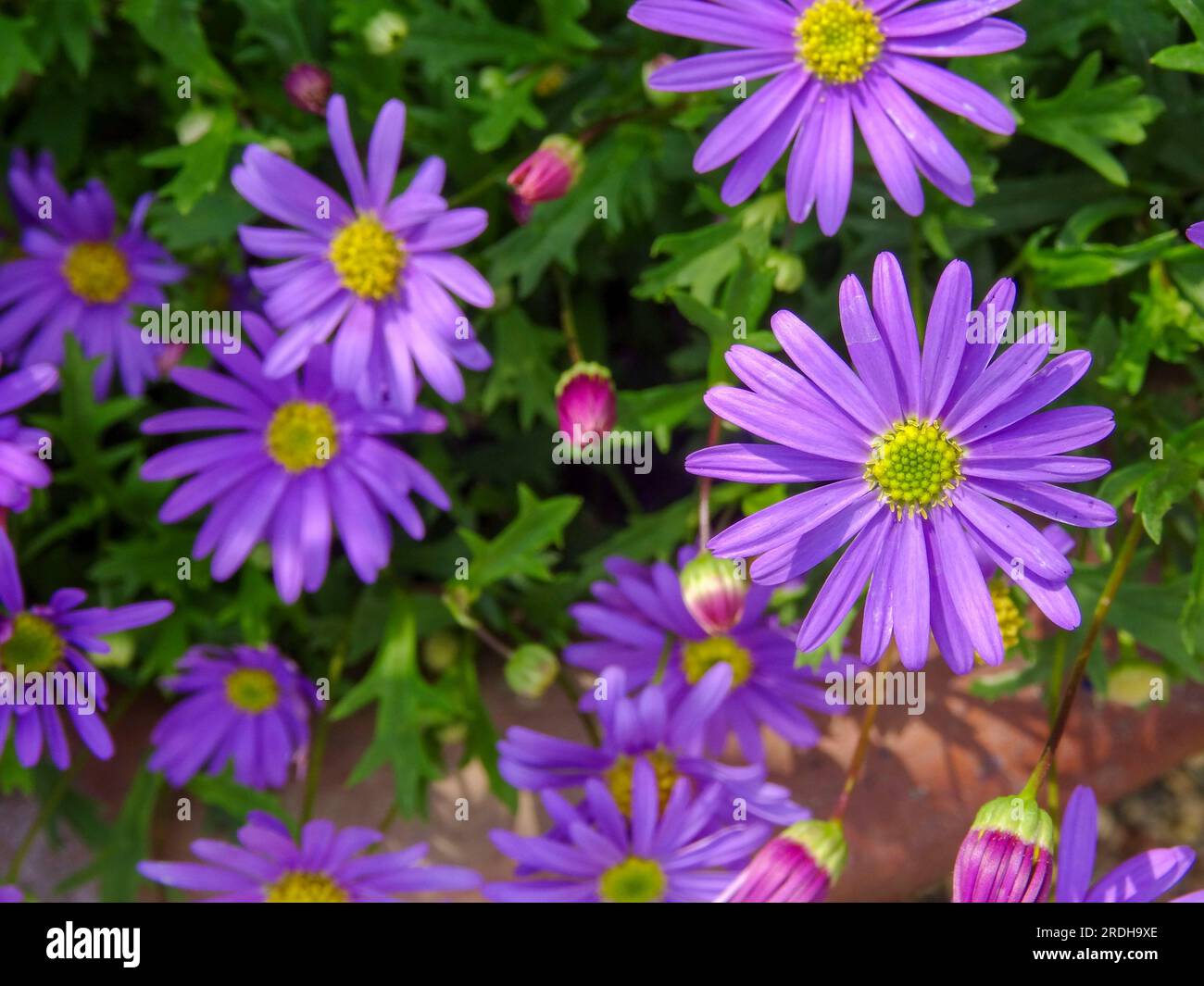 Prolific and stunning Brachyscome Angustifolia 'Brasco Violet’. Natural ...
