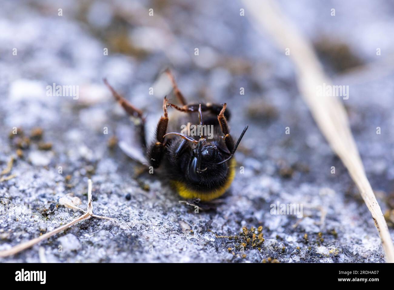 Dead bumblebee hi-res stock photography and images - Alamy