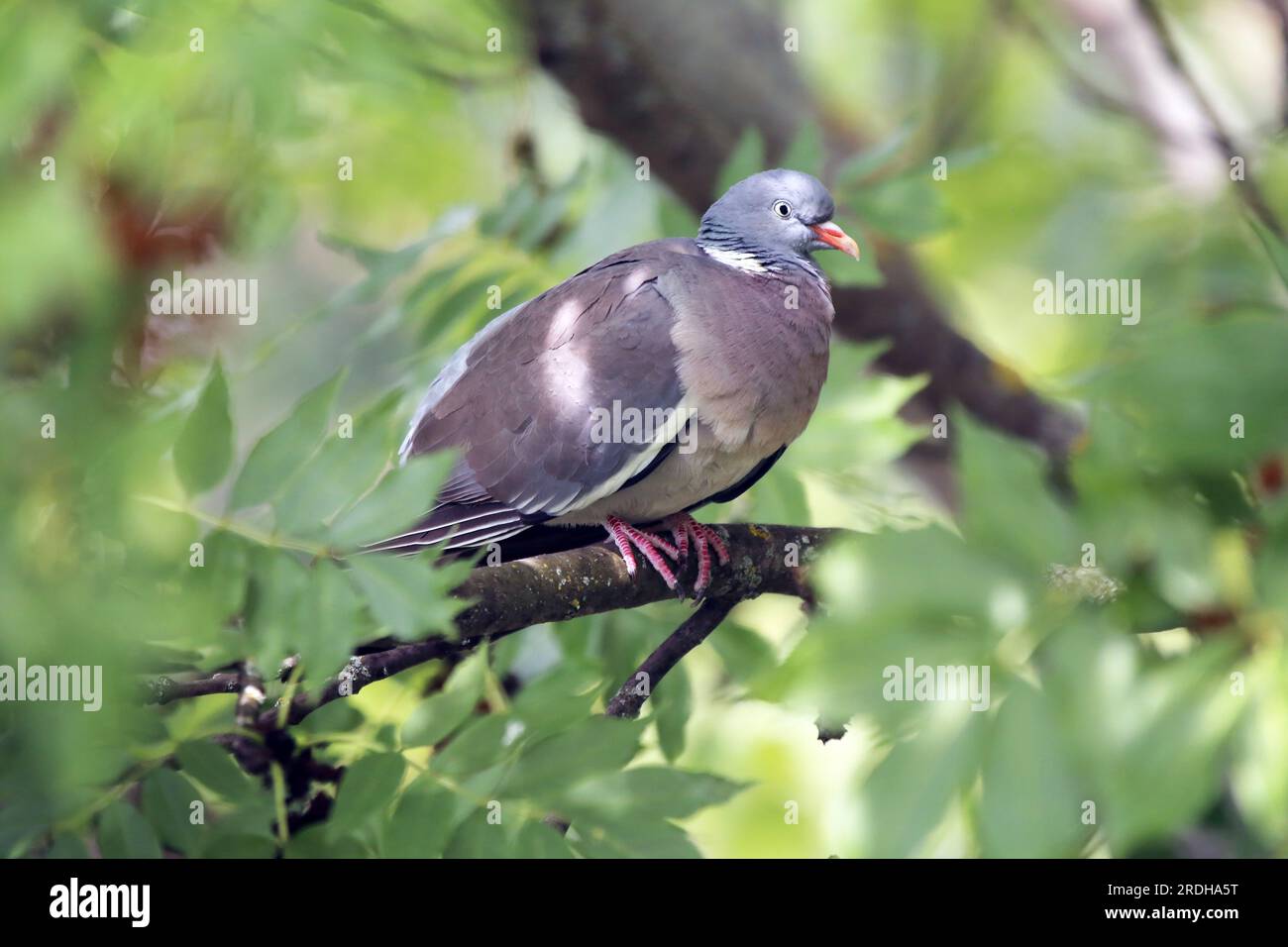 Beautiful single dove sitting between green tree leaves. European columba palambus sit alone ...
