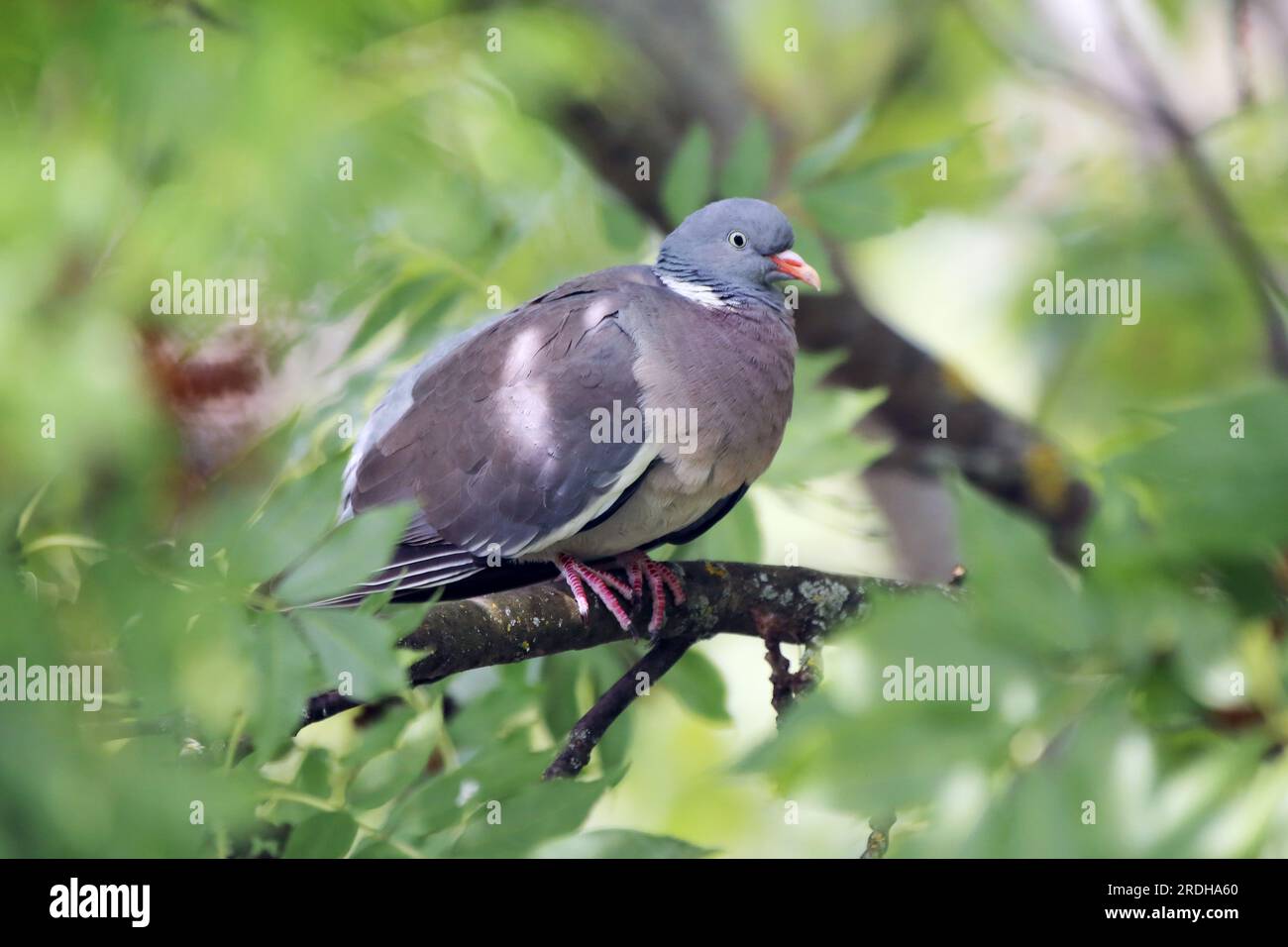 Beautiful single dove sitting between green tree leaves. European ...
