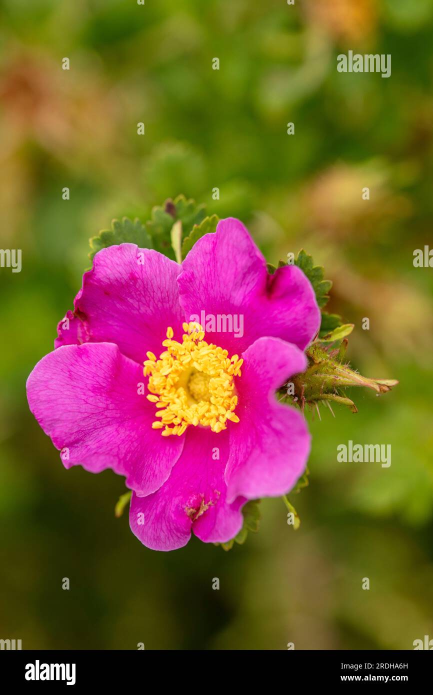 Natural close up flowering plant portrait of Rosa Stellata, rose ...
