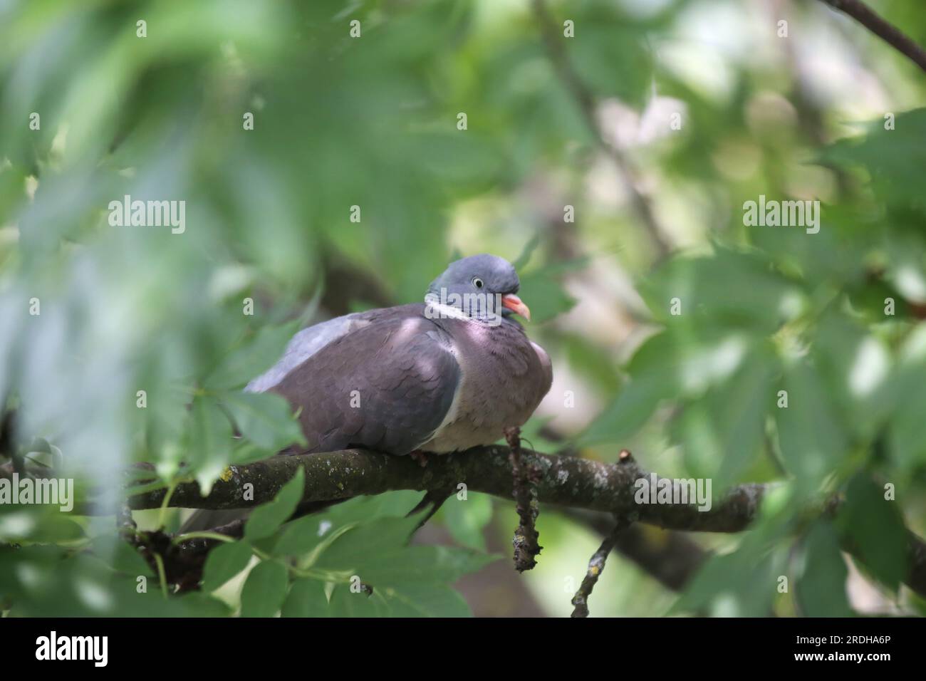 Beautiful single dove sitting between green tree leaves. European columba palambus sit alone ...