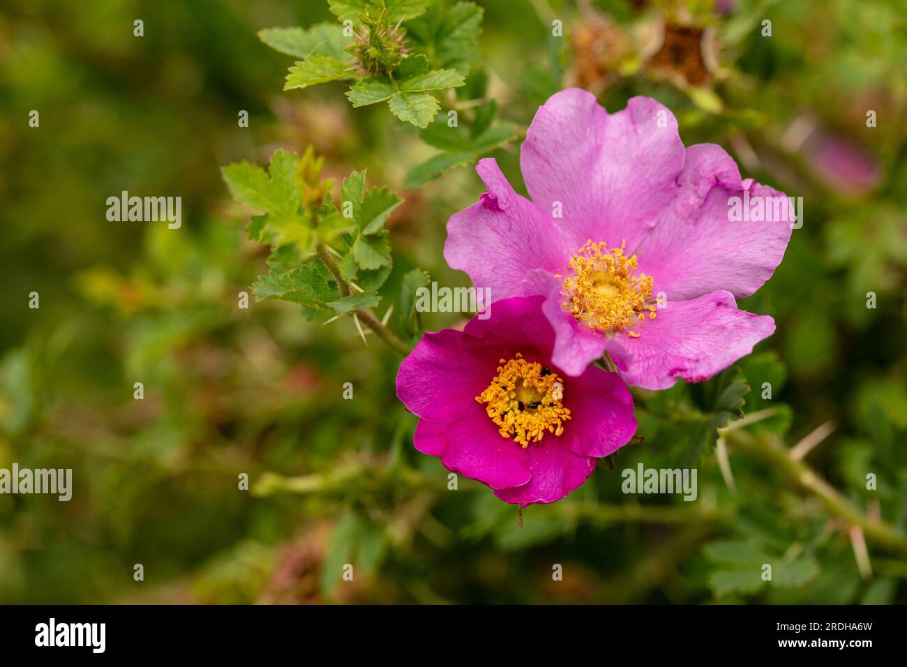 Natural close up flowering plant portrait of Rosa Stellata, rose ...