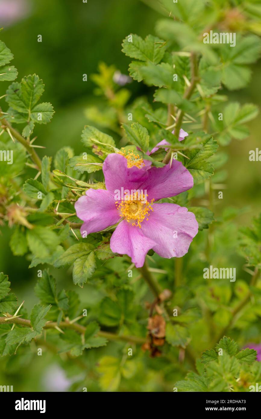 Natural close up flowering plant portrait of Rosa Stellata, rose ...