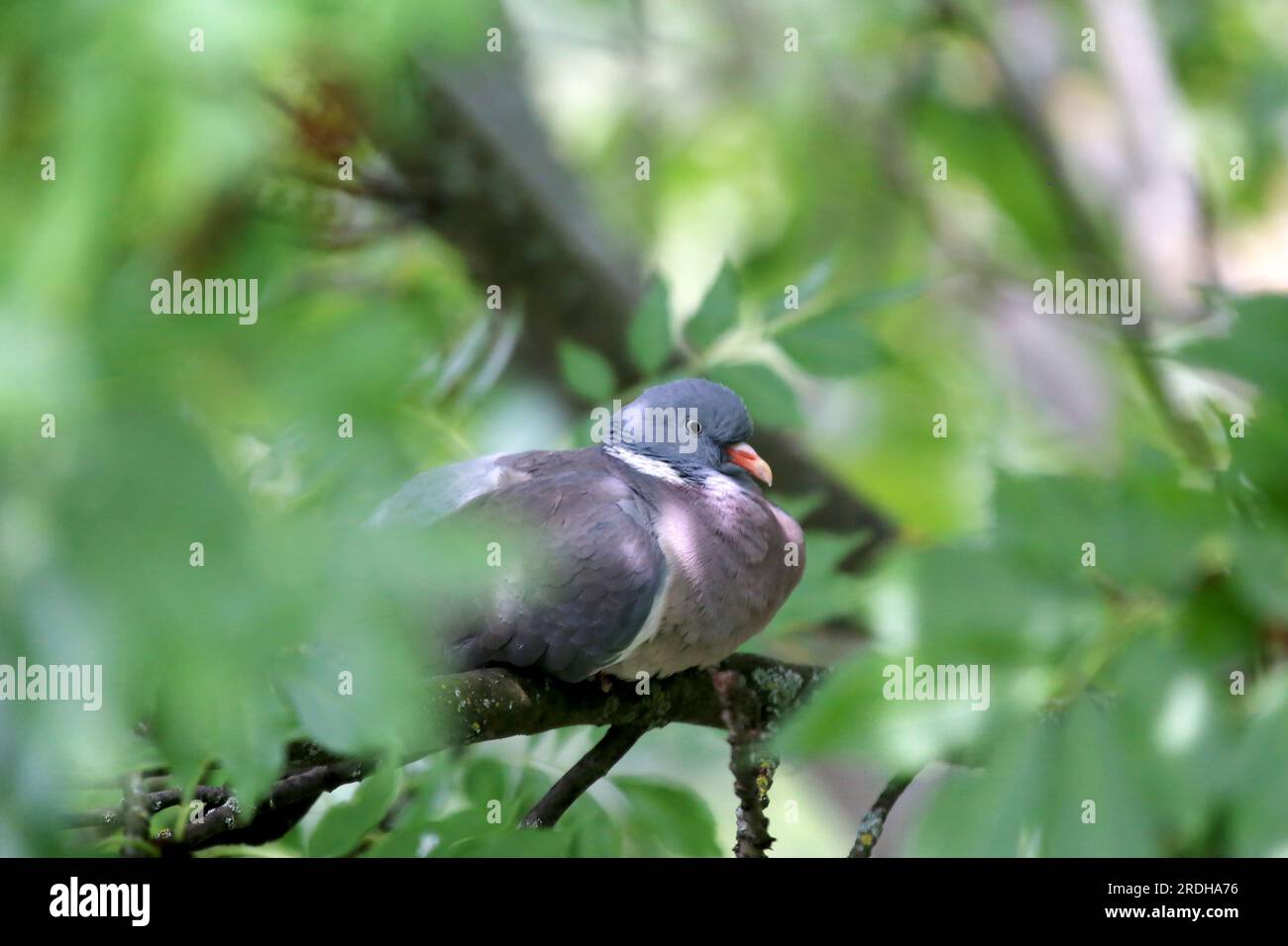 Beautiful single dove sitting between green tree leaves. European columba palambus sit alone ...