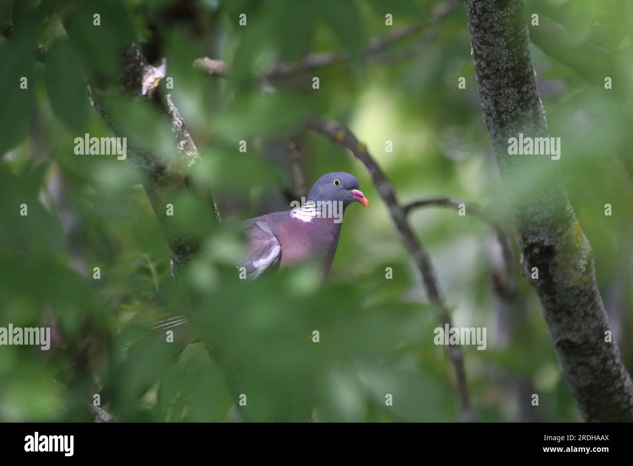 Beautiful single dove sitting between green tree leaves. European columba palambus sit alone ...