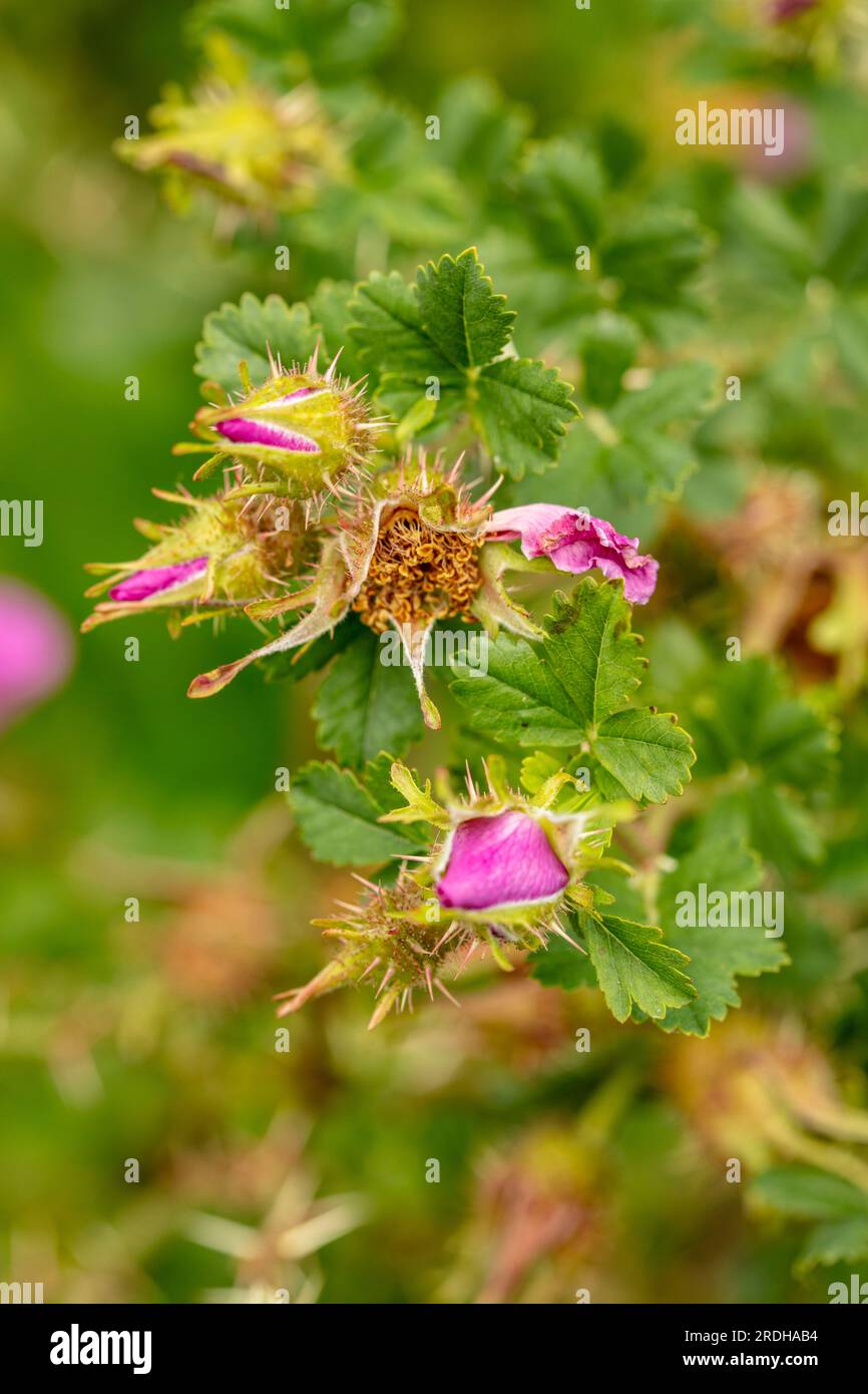 Natural close up flowering plant portrait of Rosa Stellata, rose ...