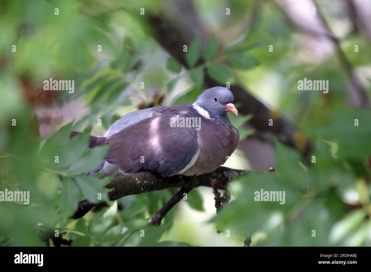 Beautiful single dove sitting between green tree leaves. European ...
