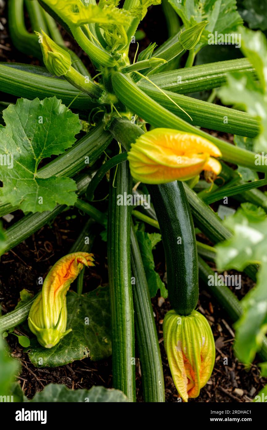 Delightful Courgette 'Best of British’. Natural close up food plant ...
