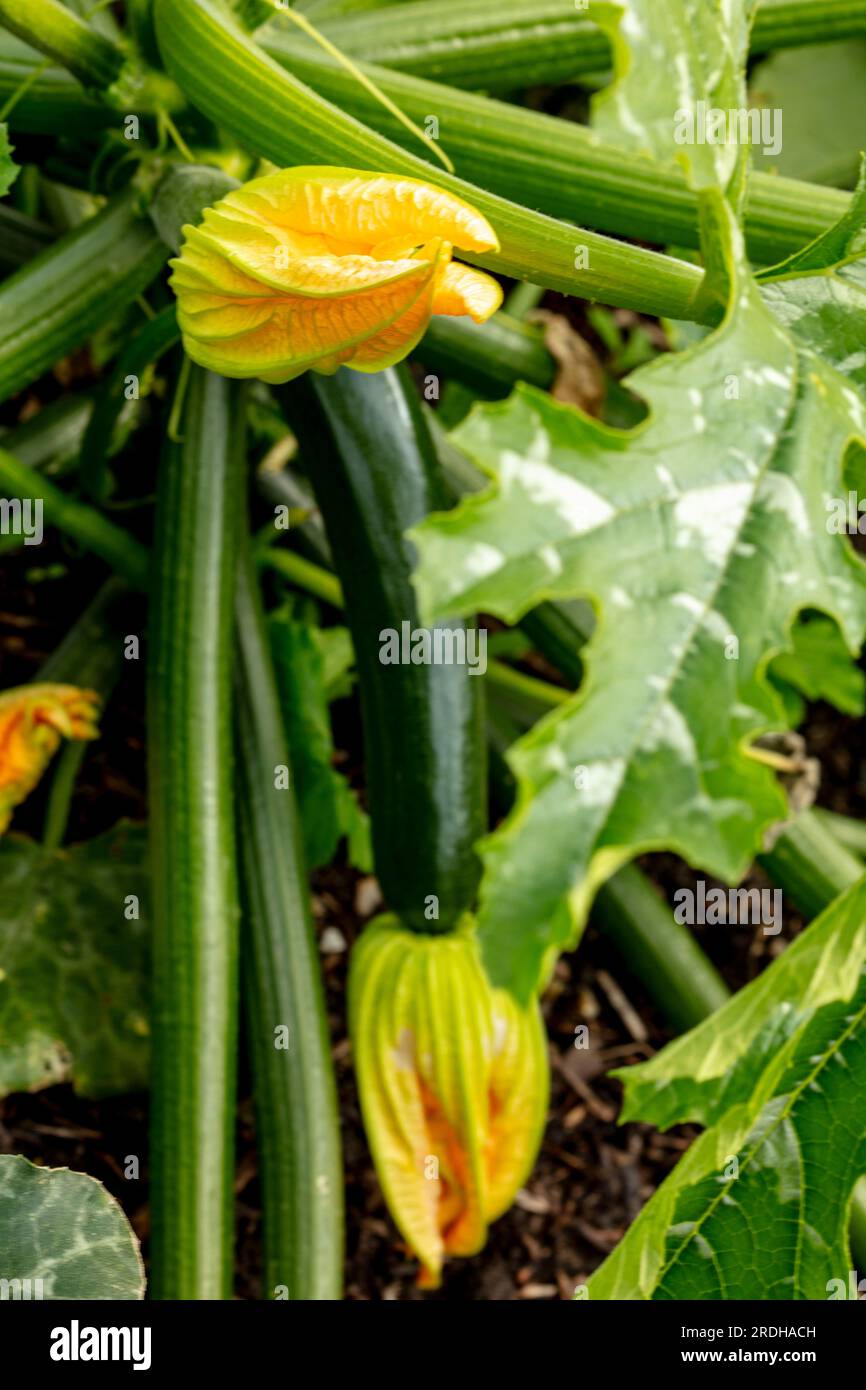 Delightful Courgette 'Best of British’. Natural close up food plant ...