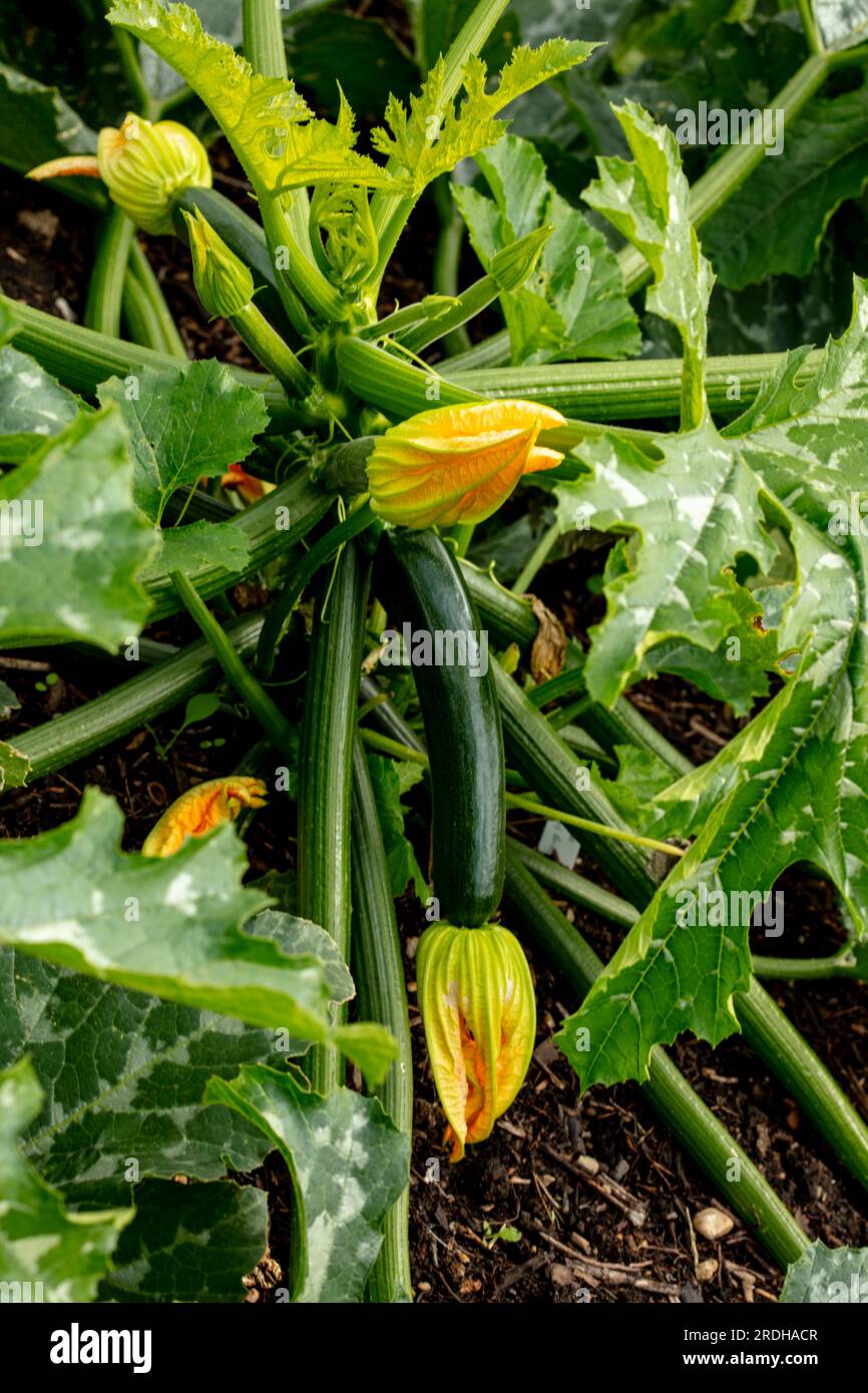 Mild open bite hi-res stock photography and images - Alamy