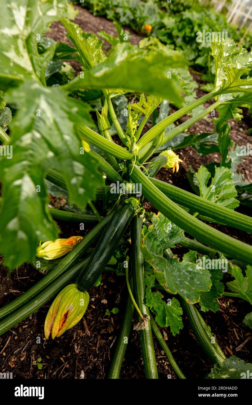 Delightful Courgette 'Best of British’. Natural close up food plant ...