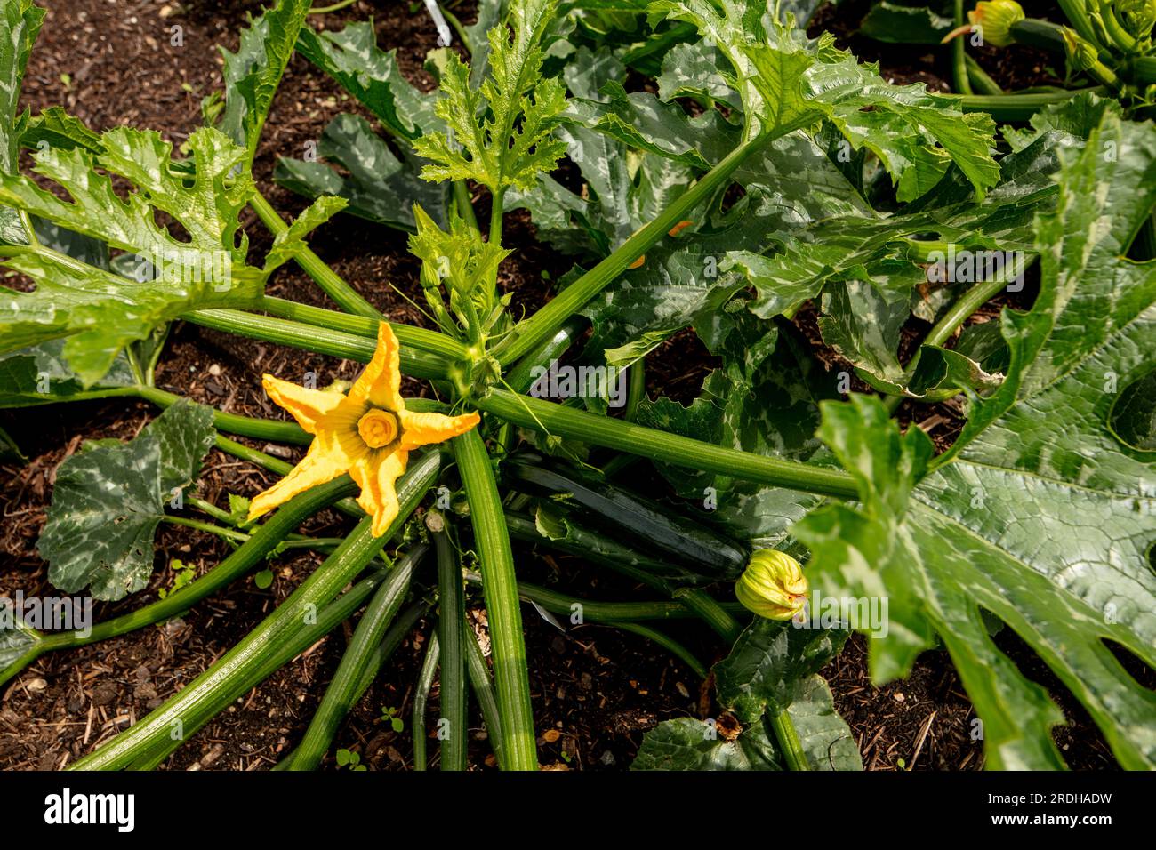 Delightful Courgette 'Best of British’. Natural close up food plant ...