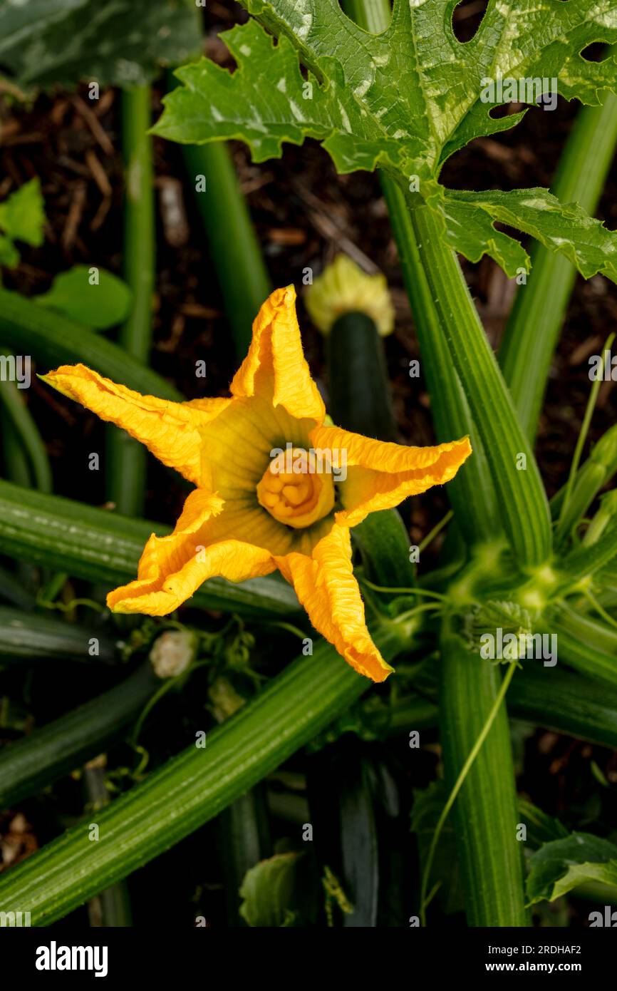 Mild open bite hi-res stock photography and images - Alamy