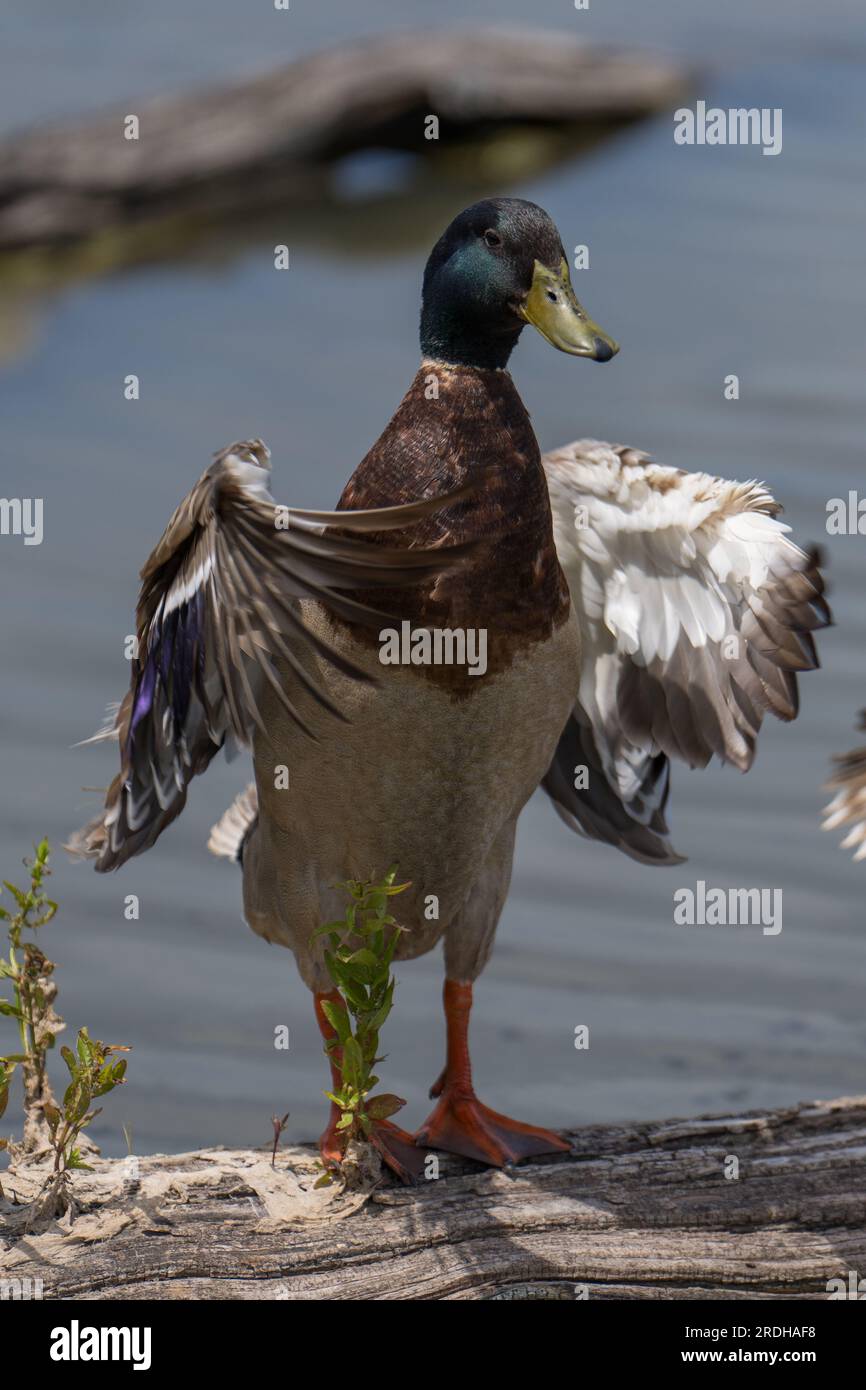 Mallard Duck. Ken Denman Wildlife Area, White City, Oregon Stock Photo ...