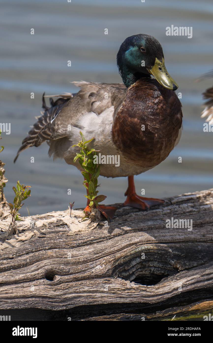 White mallard duck hi-res stock photography and images - Alamy