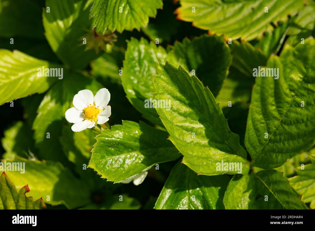 natural close up flowering plant / fruit portrait of Alpine Strawberry ...