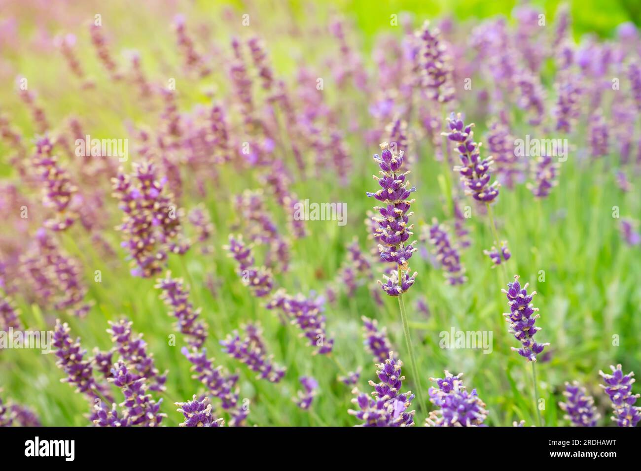 Aro design hi-res stock photography and images - Alamy