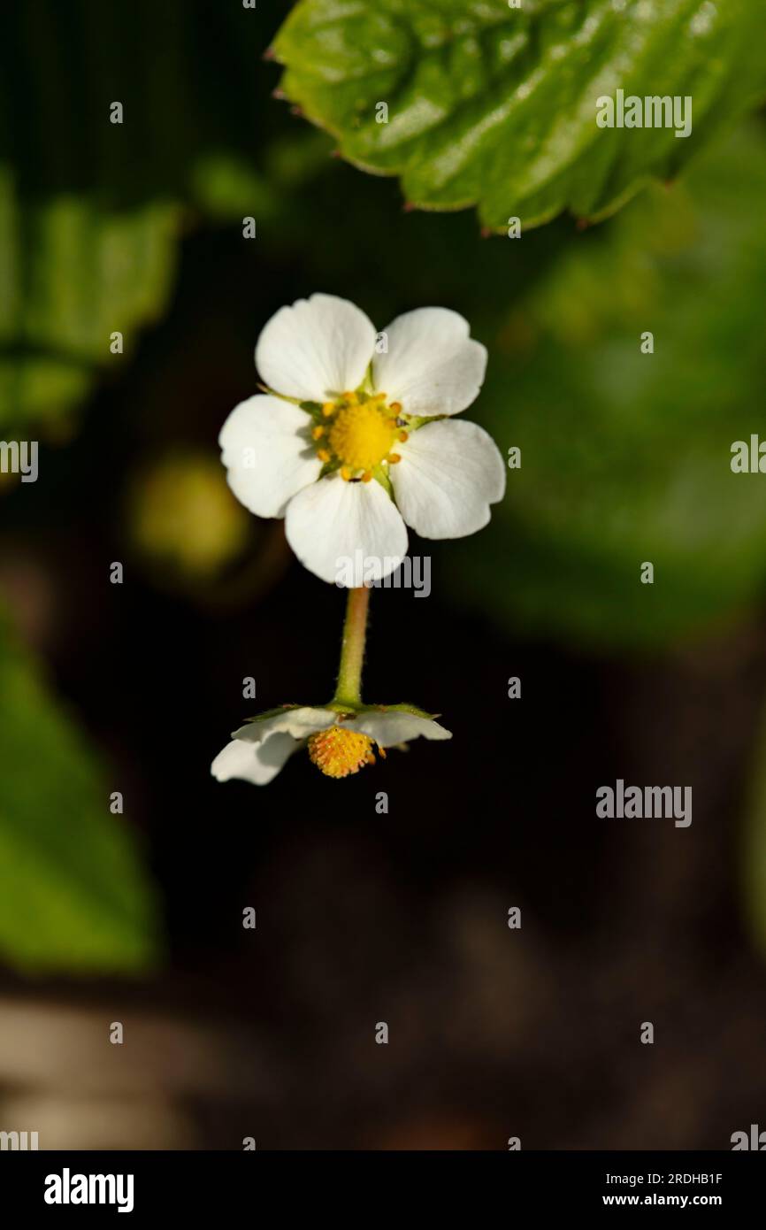 natural close up flowering plant / fruit portrait of Alpine Strawberry ...